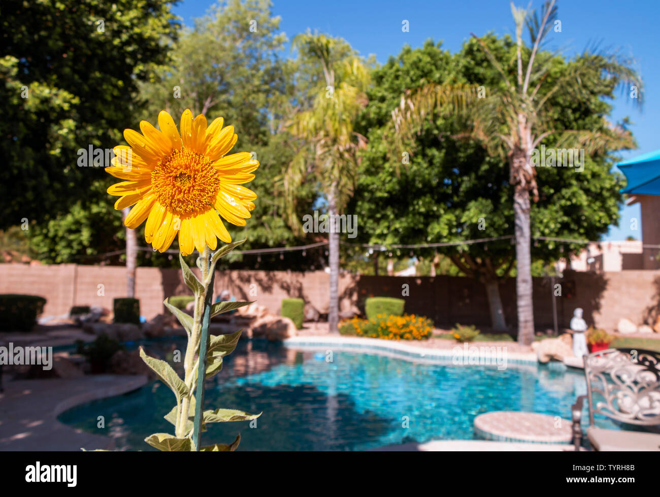 Summer backyard scene in Arizona with big sunflower, pool, patio, and ...