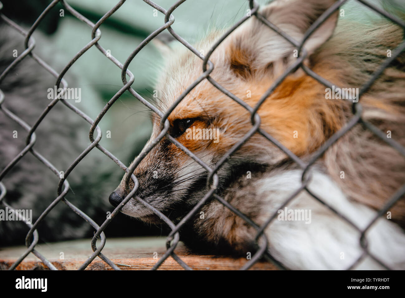 Grid teeth hi-res stock photography and images - Alamy