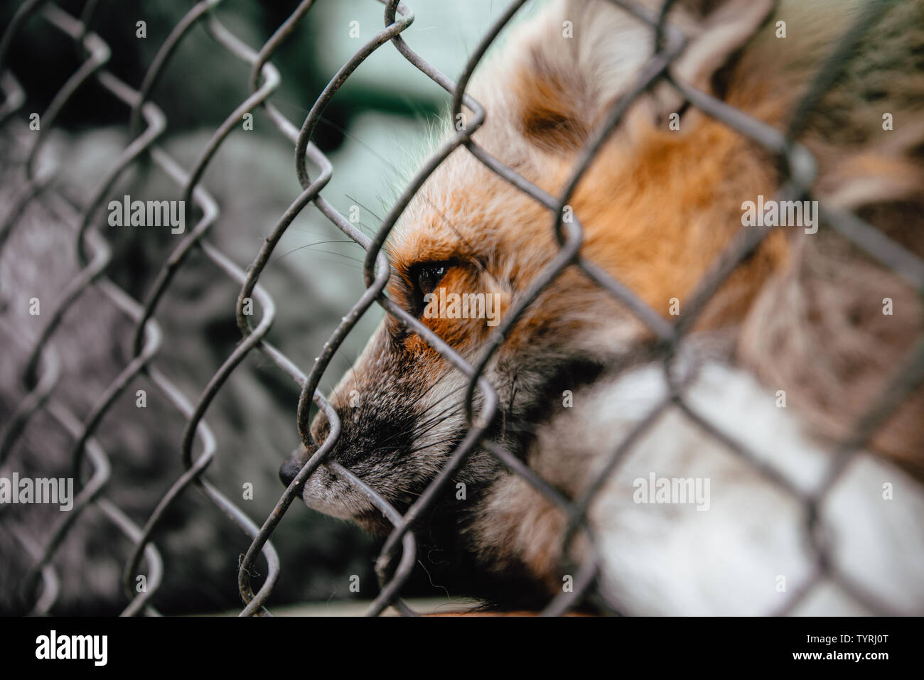 Grid teeth hi-res stock photography and images - Alamy