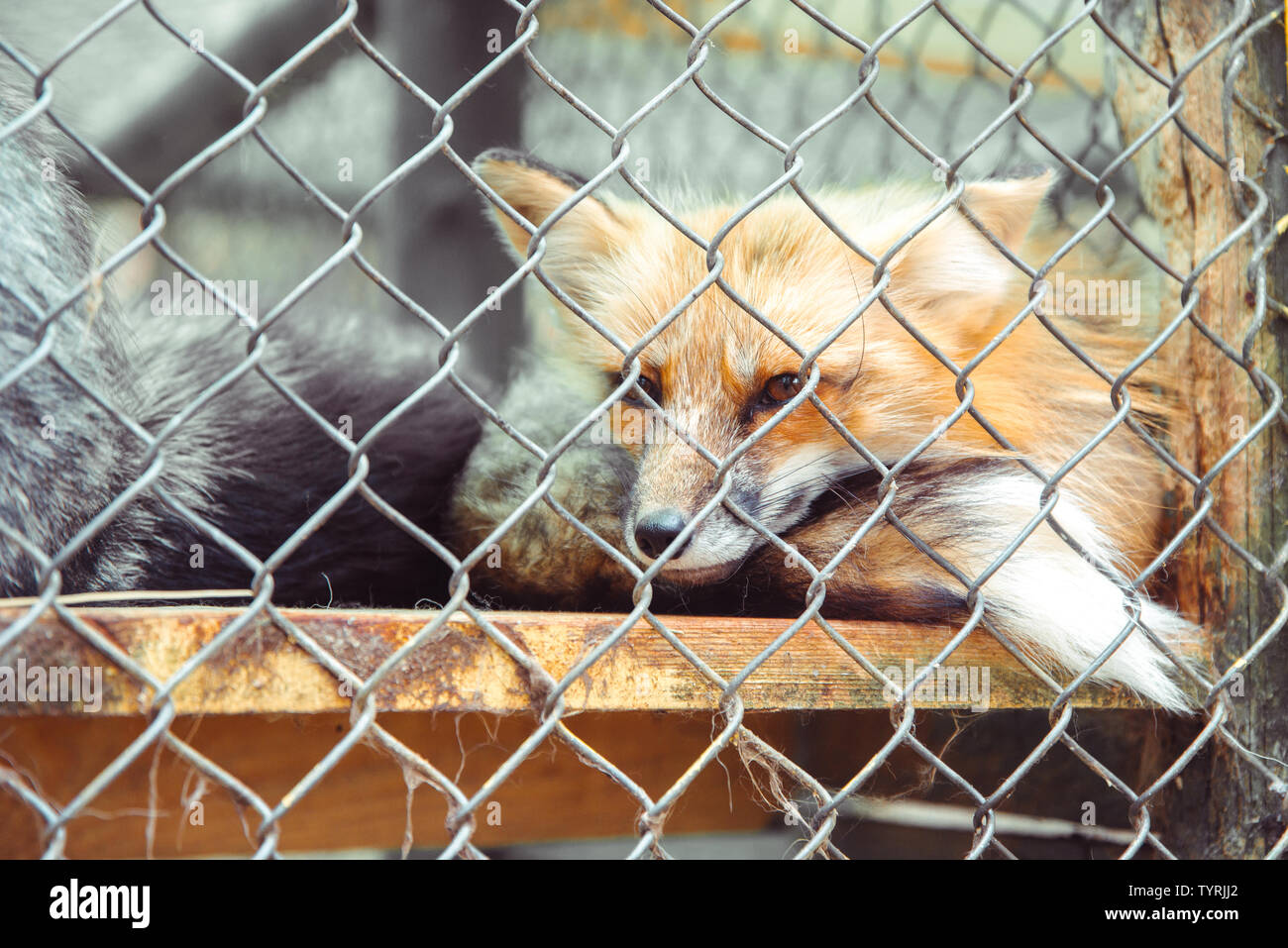 Grid teeth hi-res stock photography and images - Alamy
