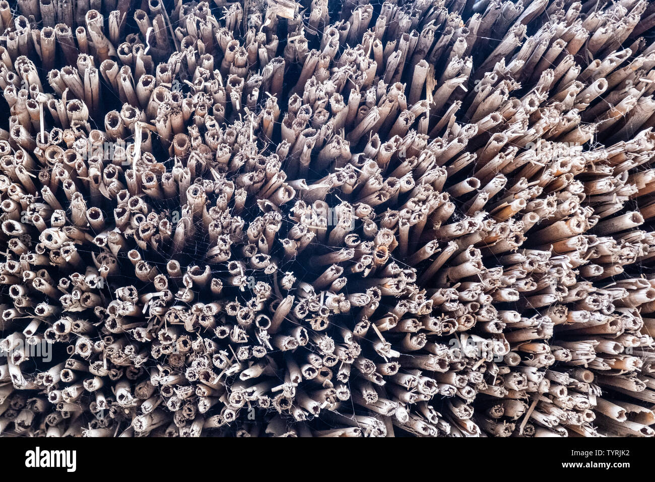 old roof with reed coating, end view, dry reed Stock Photo - Alamy