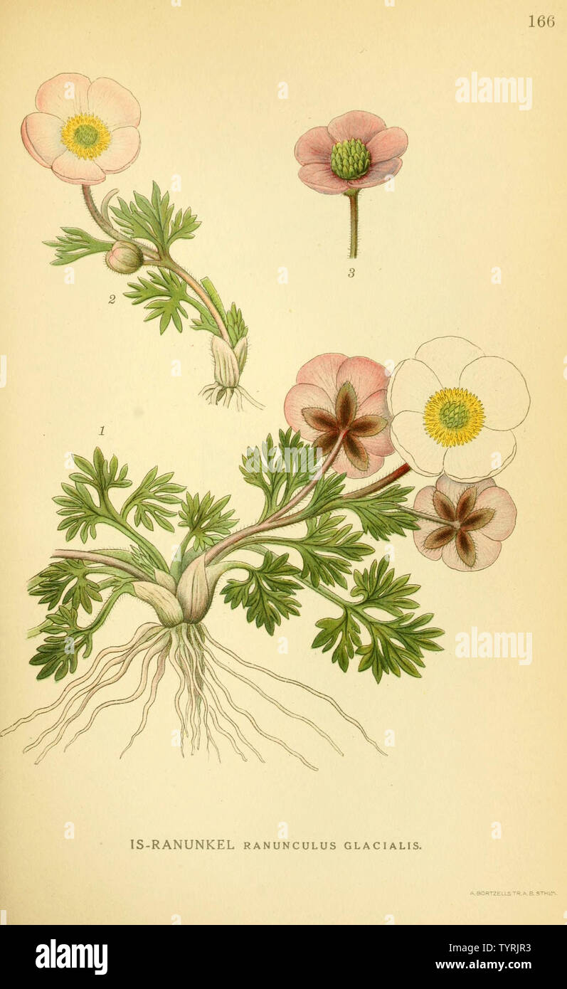 Beautiful vintage hand drawn illustrations of plants and flowers from ...