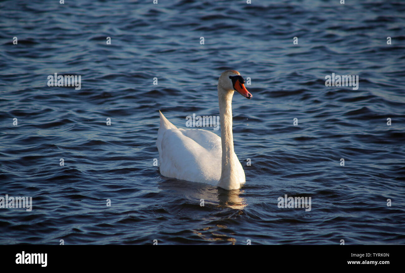 Peaceful surface hi-res stock photography and images - Alamy