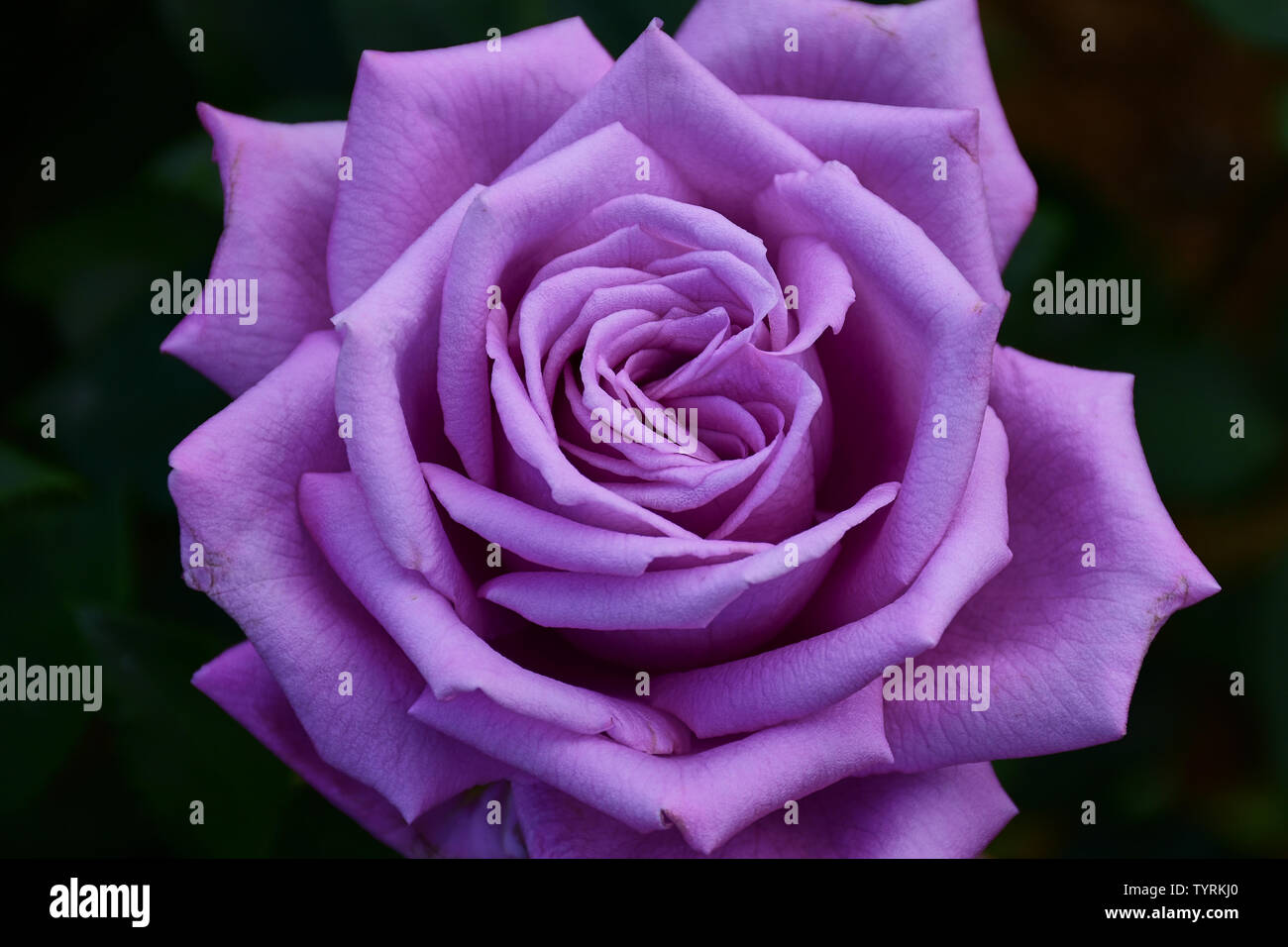 beautiful close up of blue purple rose with the name: Mamy blue Stock ...