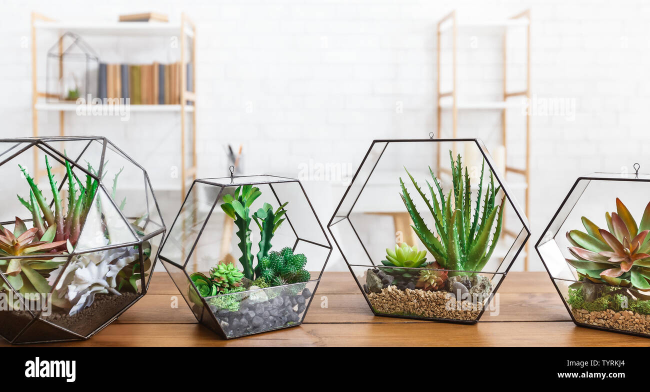 Indoor plants in florarium vases in row on table Stock Photo - Alamy