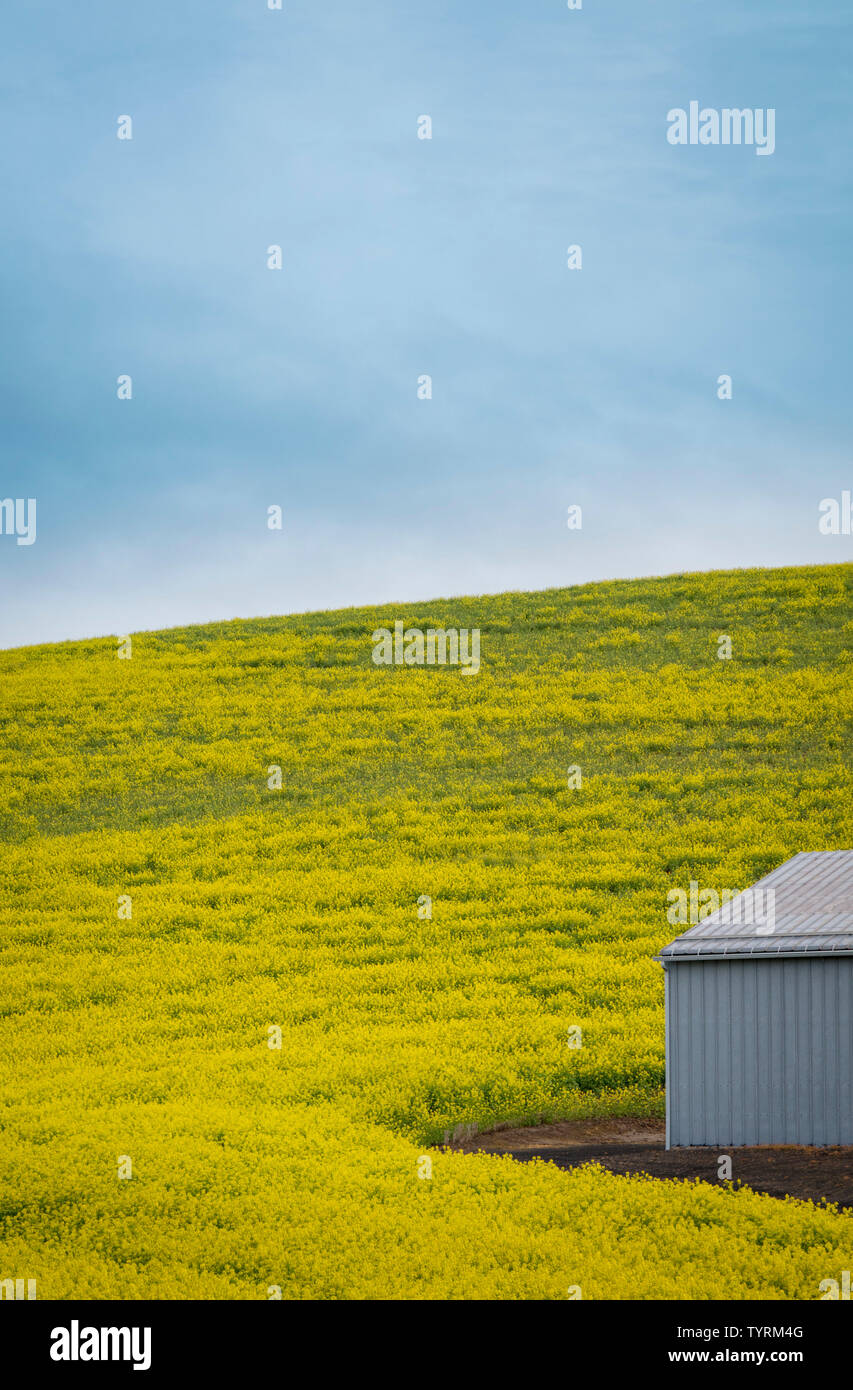 Palouse landscape with field of yellow flowering rapeseed also known as ...