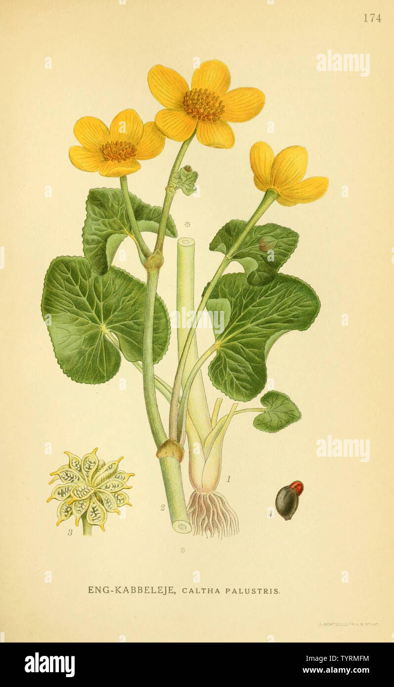 Beautiful vintage hand drawn illustrations of plants and flowers from ...