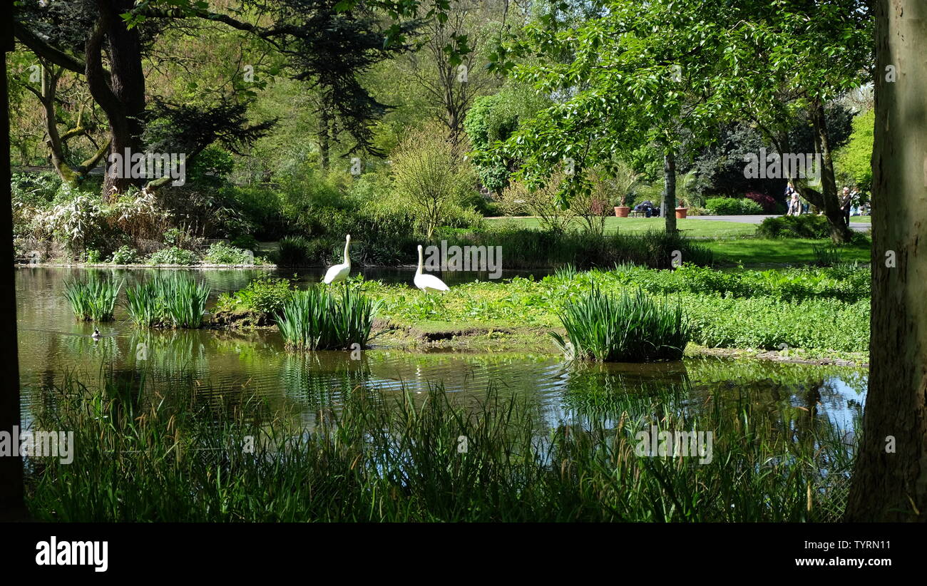 Tree next to pond High Resolution Stock Photography and Images - Alamy