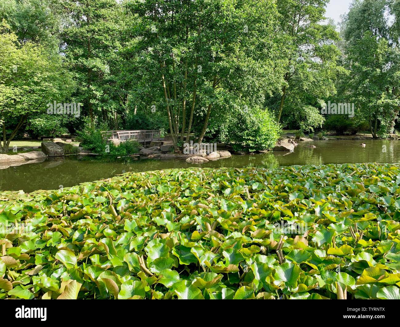 city park with a lake of water lily Stock Photo - Alamy