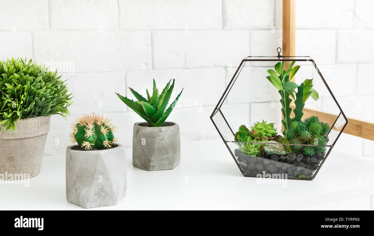 Cactus plants vase flower hi-res stock photography and images - Alamy