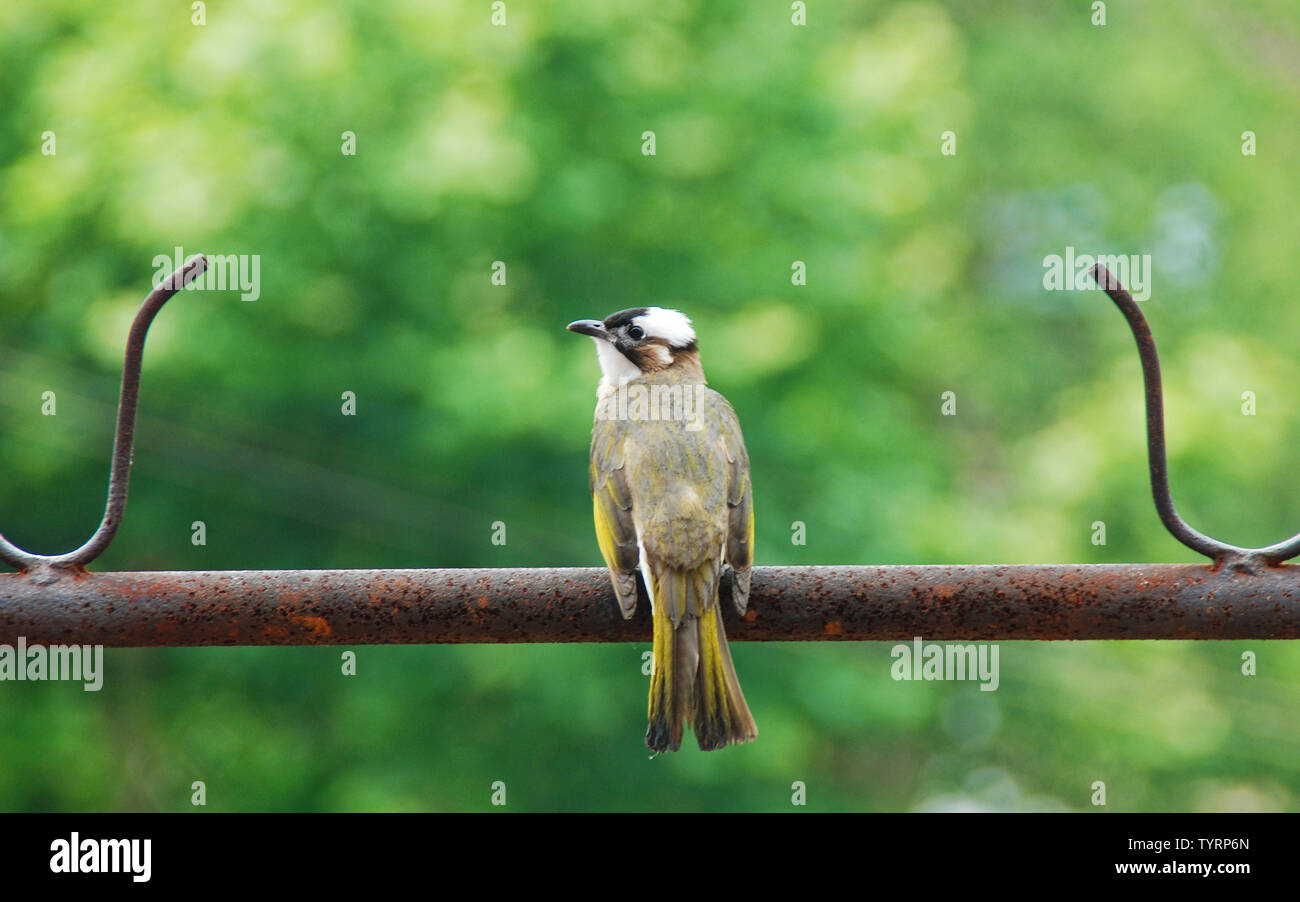 Birds in the window Stock Photo - Alamy