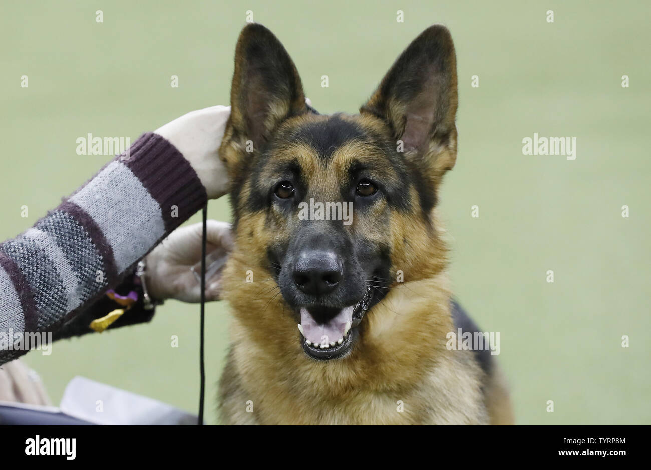 Hairless German Shepherd