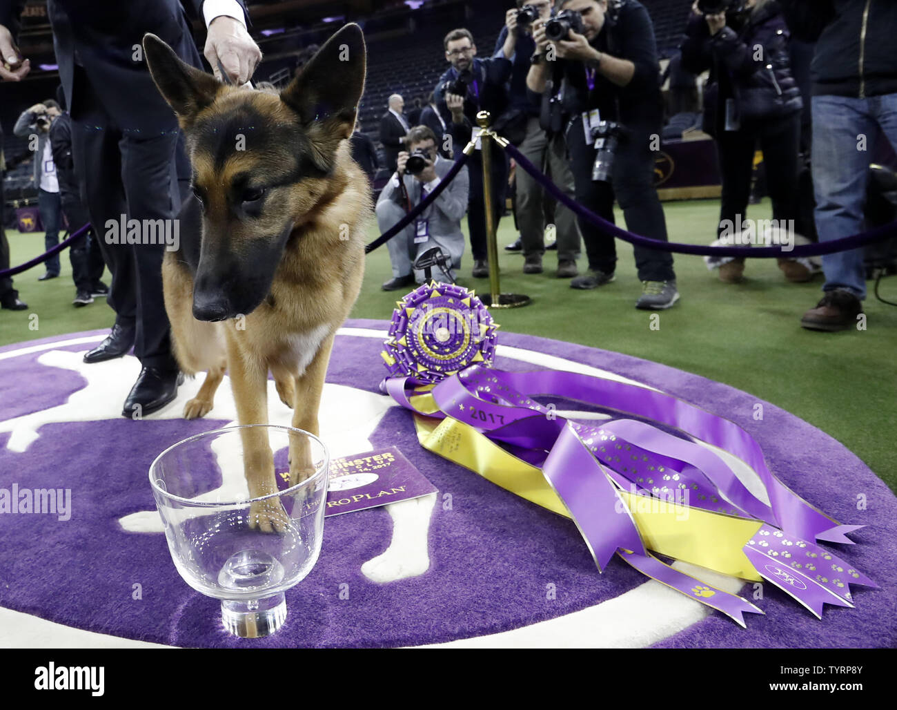 The German Shepherd Rumor stands in the winners circle after winning ...