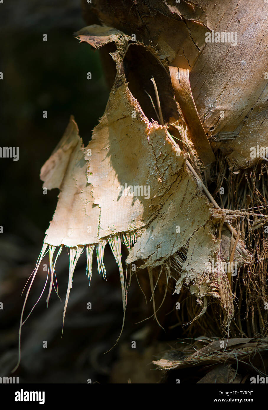 Makes nests hi-res stock photography and images - Alamy