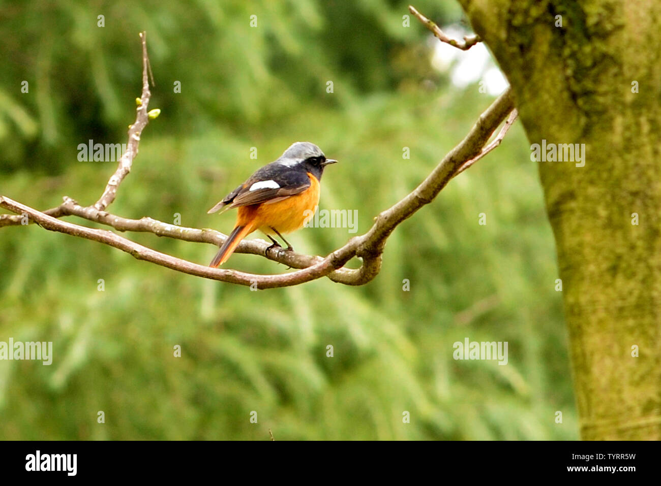northern red - tailed robin Stock Photo - Alamy