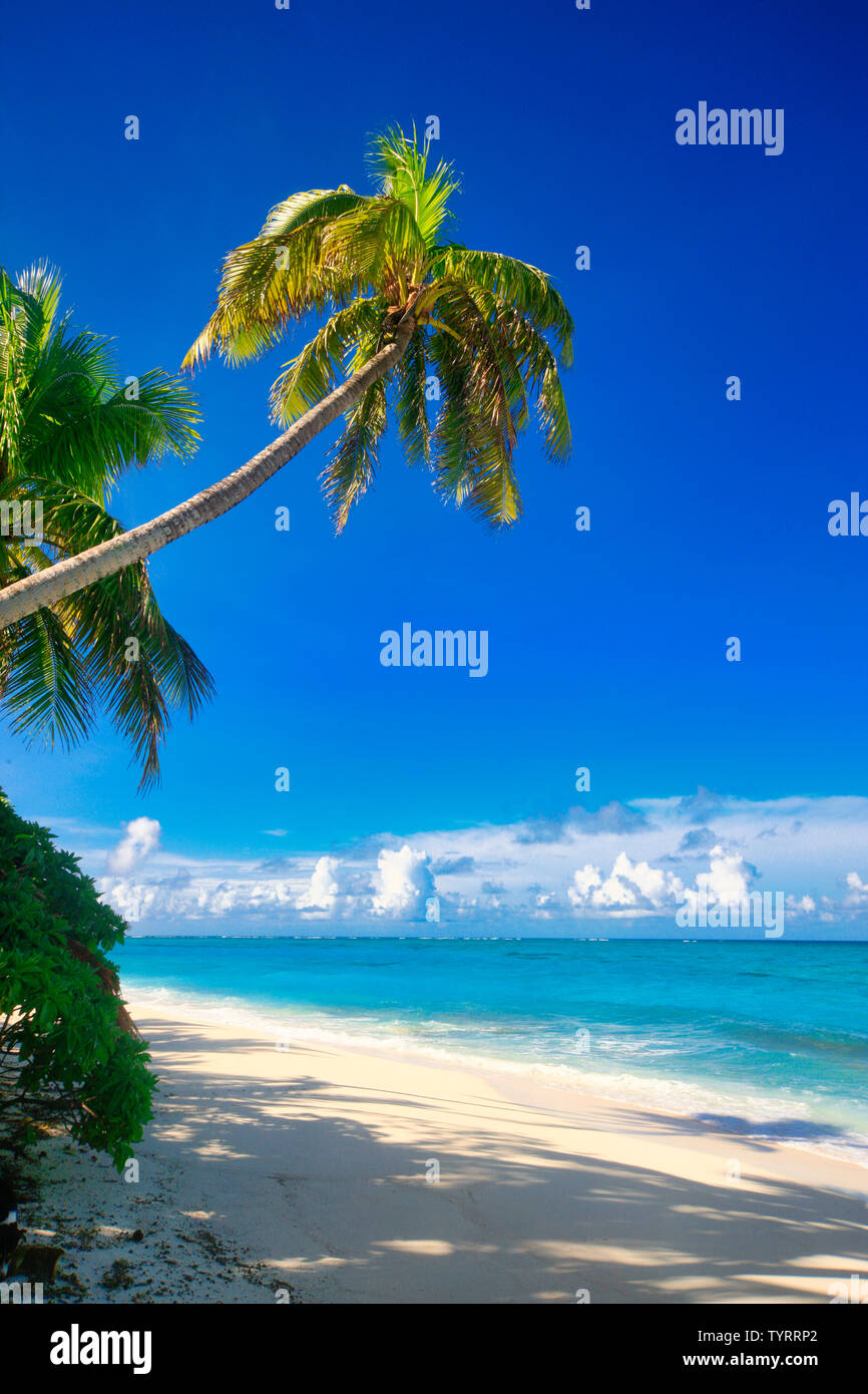 Tropical Island with a paradise beach and palm trees, Fiji Islands ...
