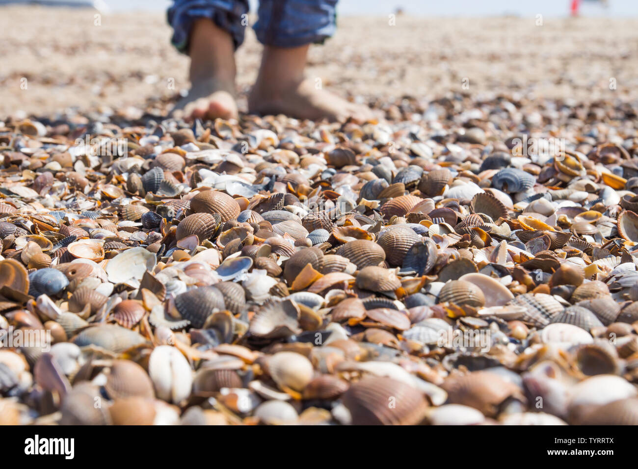Shell wallpaper hi-res stock photography and images - Alamy