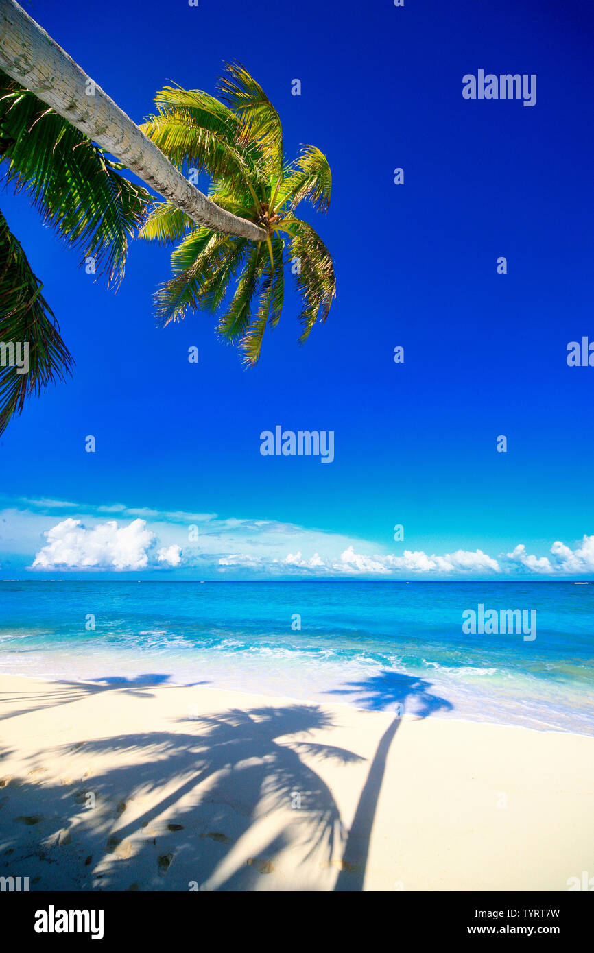 Tropical Island with a paradise beach and palm trees, Fiji Islands ...