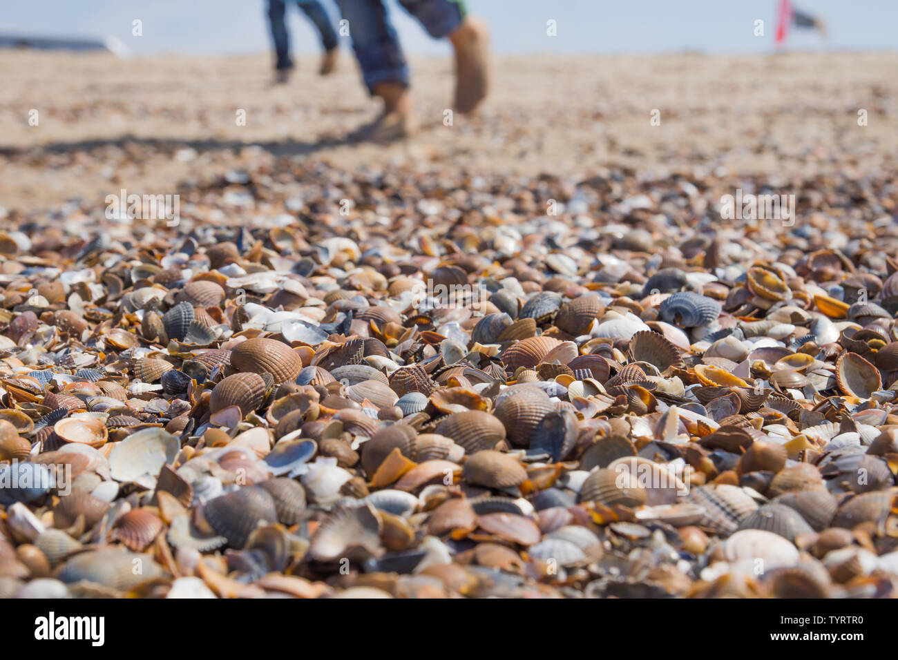 Shell wallpaper hi-res stock photography and images - Alamy