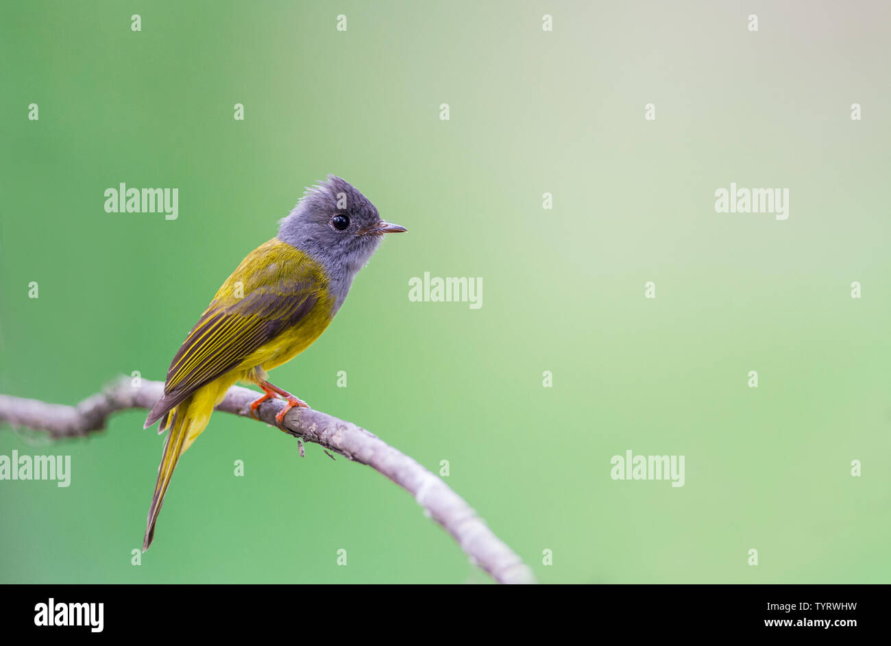The square tail on the branch Stock Photo - Alamy