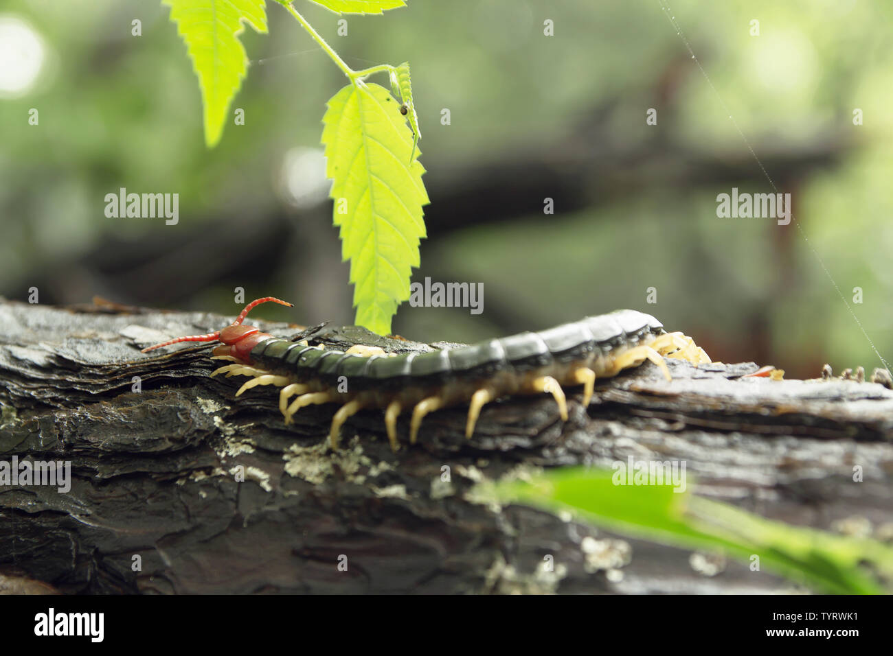 Beware of poisonous animals hi-res stock photography and images - Alamy