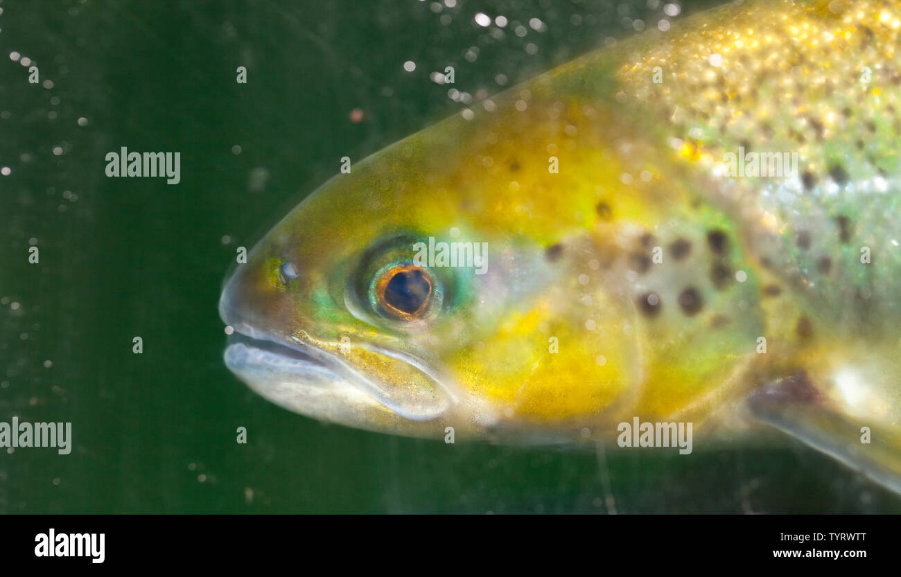 SALMÓN ATLÁNTICO - ATLANTIC SALMON (Salmo salar Stock Photo - Alamy