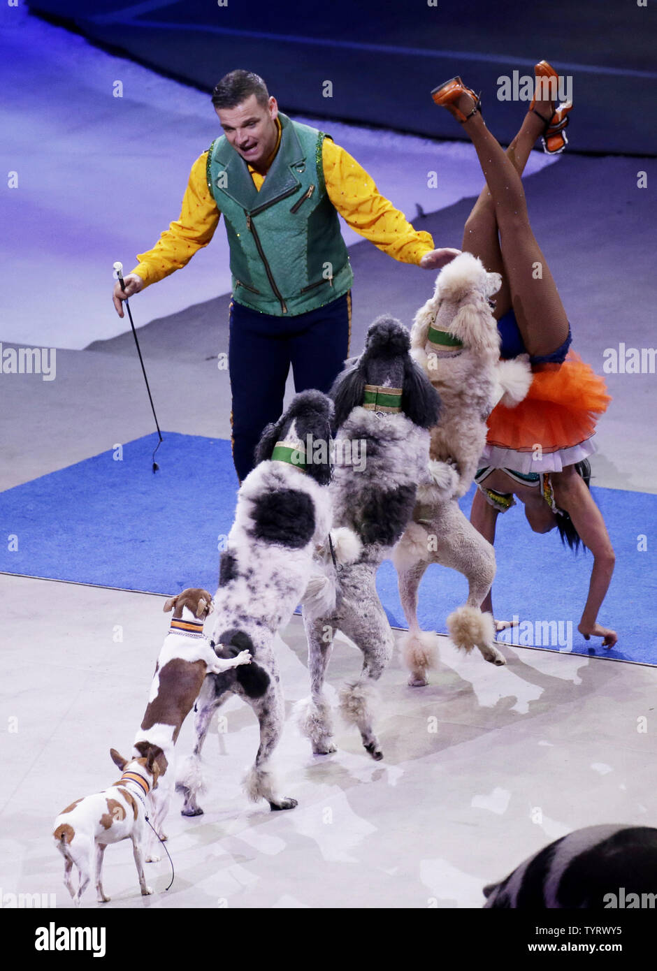 A circus trainer performs stunts with dogs on the final day of ...