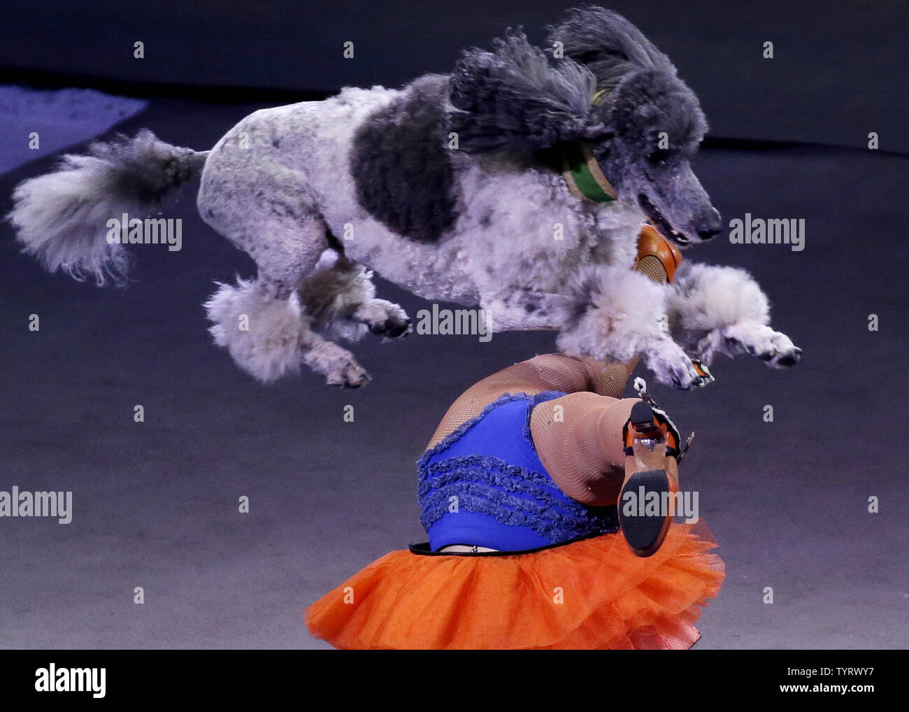 A circus trainer performs stunts with dogs on the final day of ...