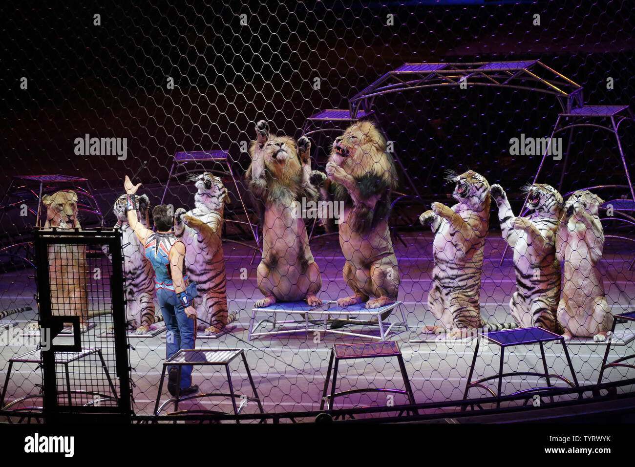 A Circus trainer performs stunts and tricks Lions and Tigers on the ...