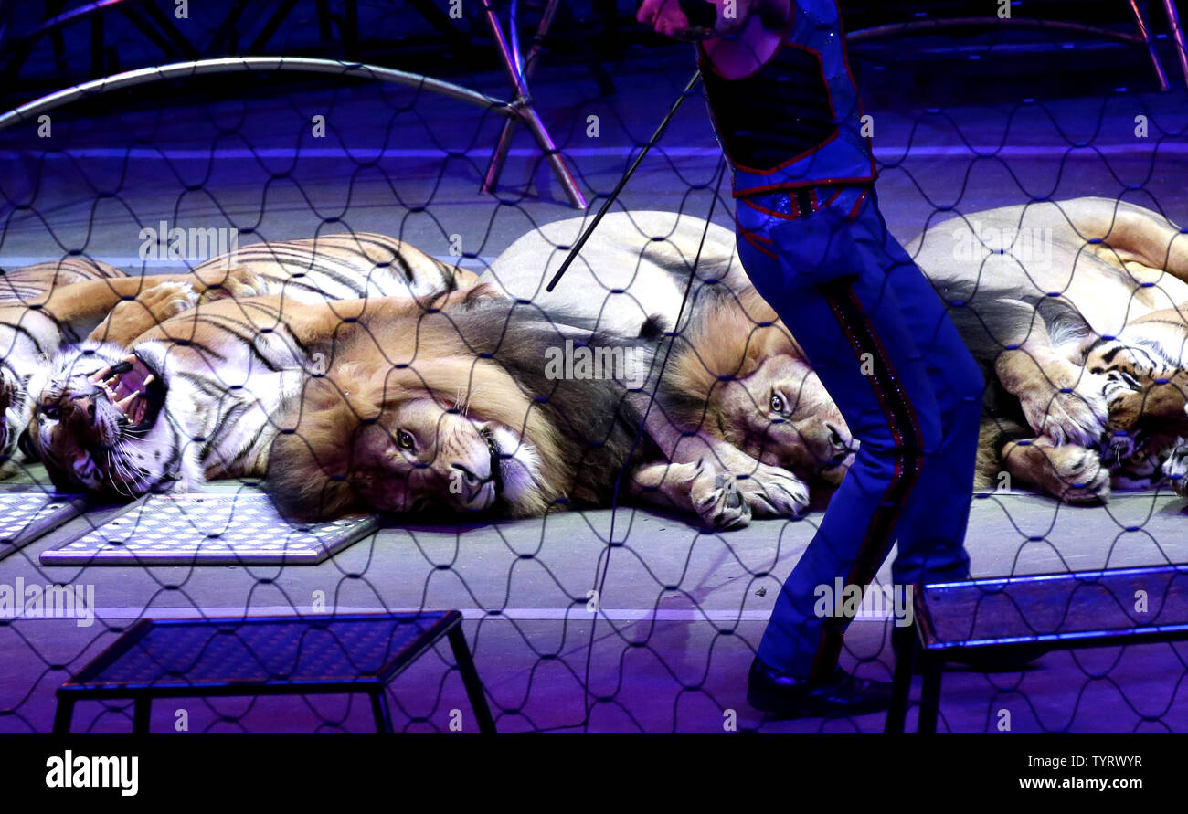 A Circus trainer performs stunts and tricks Lions and Tigers on the ...