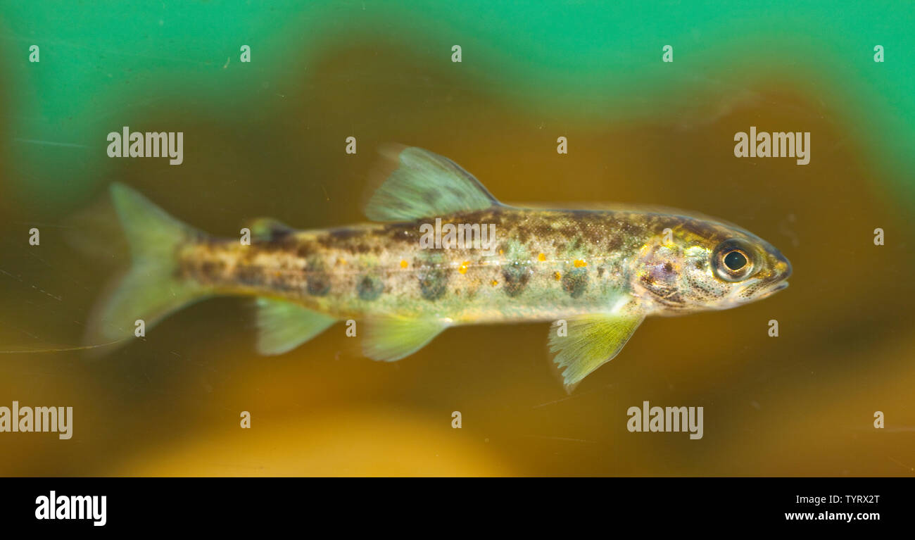 SALMÓN ATLÁNTICO - ATLANTIC SALMON (Salmo salar Stock Photo - Alamy