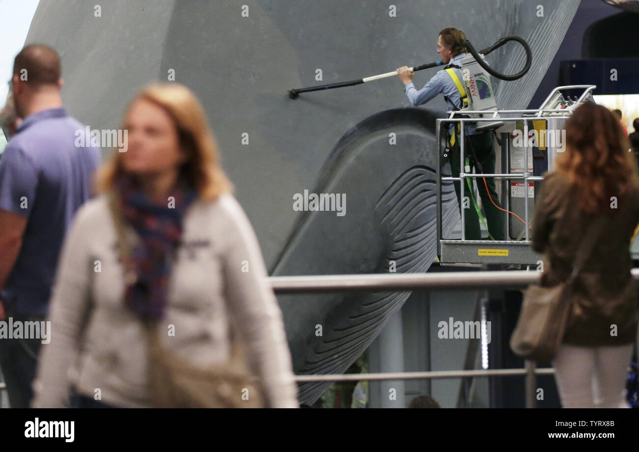 A worker cleans the 94-foot-long blue whale model in the Milstein Hall ...