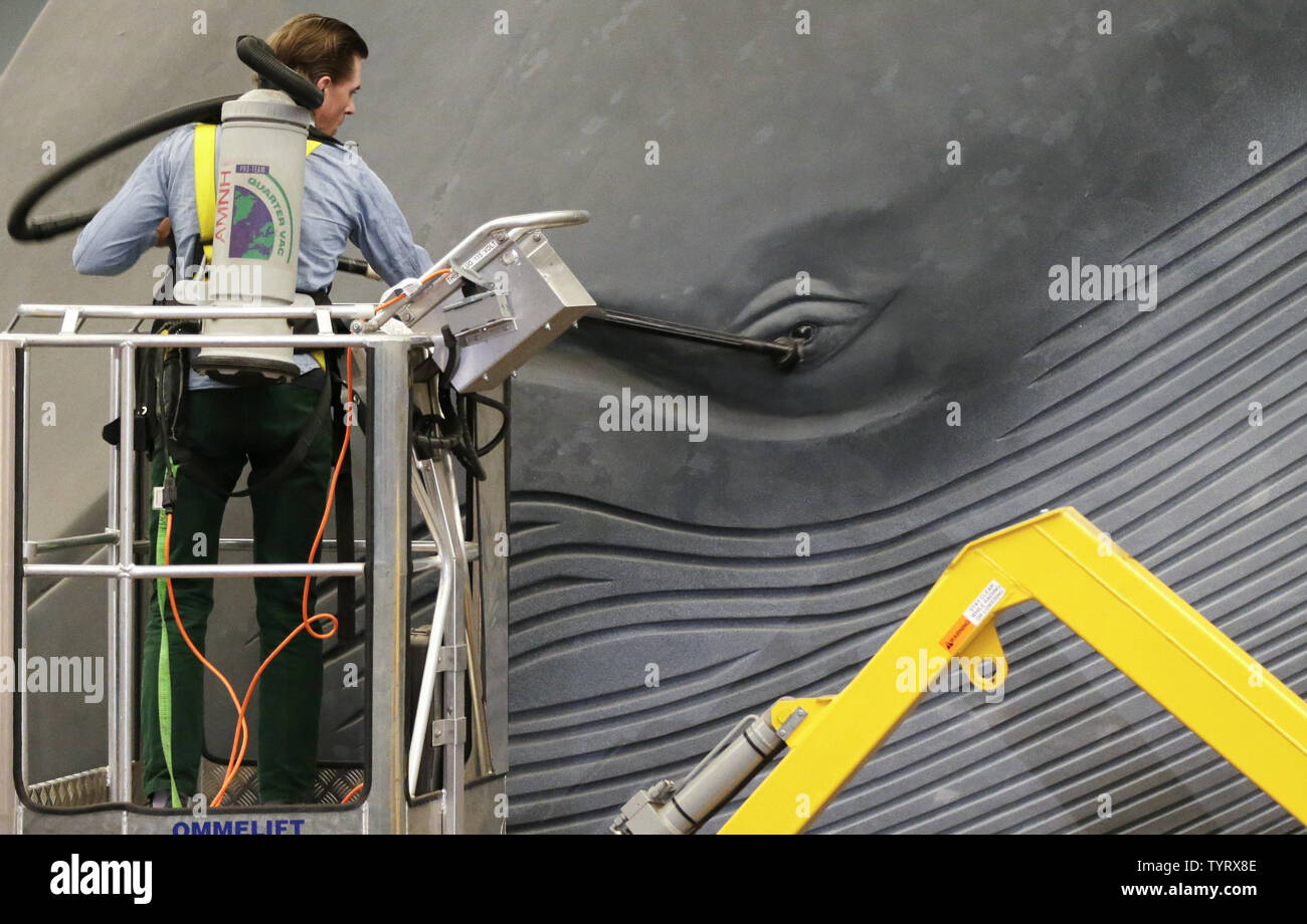 A worker cleans the 94-foot-long blue whale model in the Milstein Hall ...
