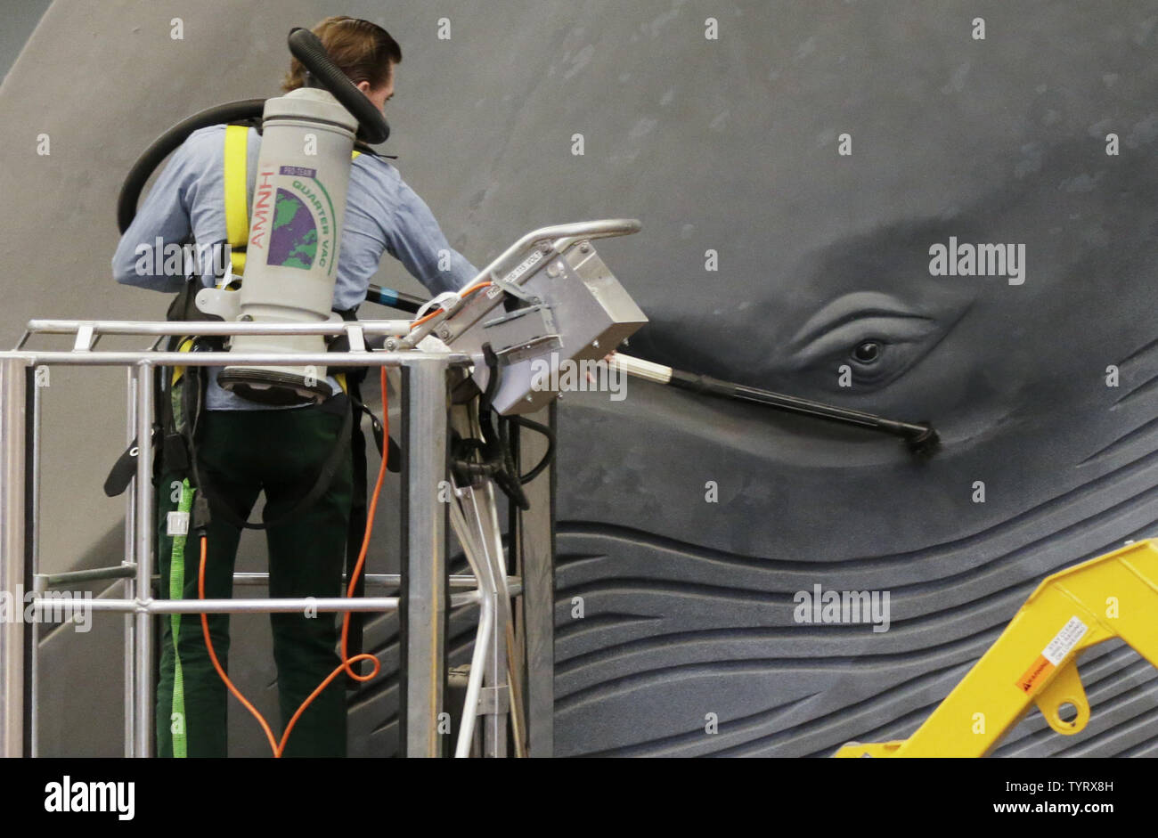 A worker cleans the 94-foot-long blue whale model in the Milstein Hall ...