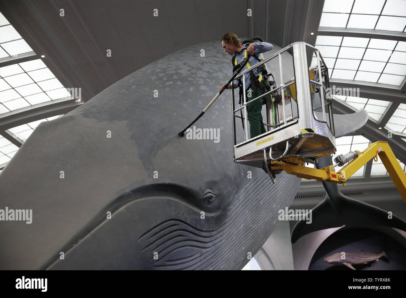 A worker cleans the 94-foot-long blue whale model in the Milstein Hall ...