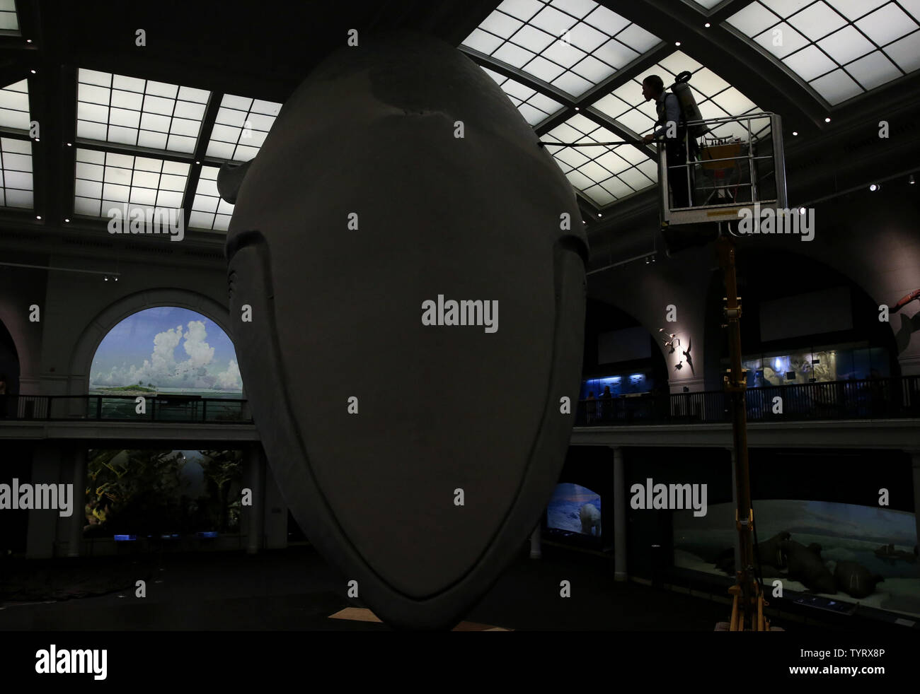 A worker cleans the 94-foot-long blue whale model in the Milstein Hall ...