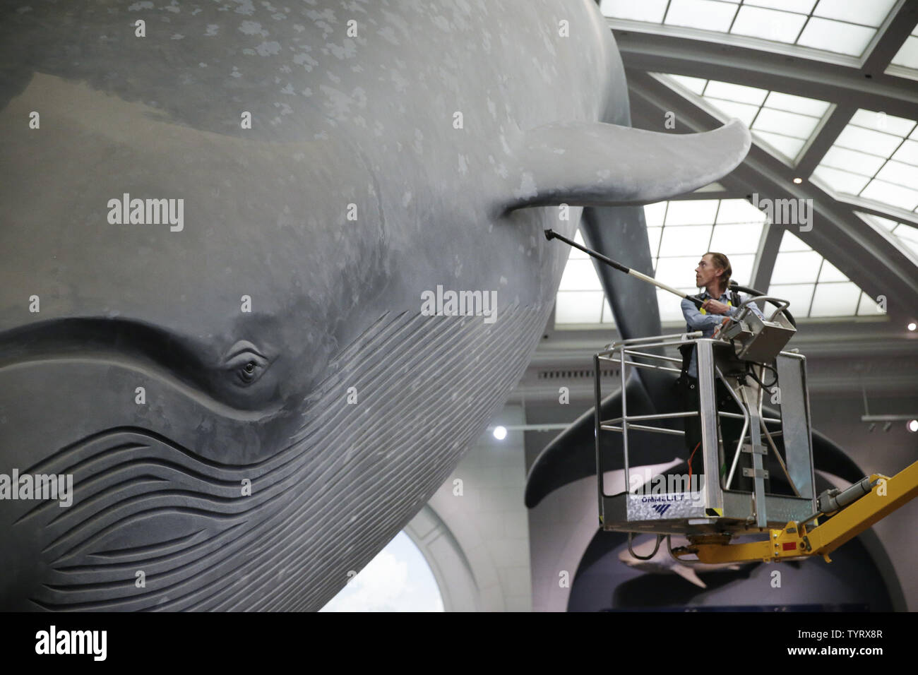 Blue whale life sized model hi-res stock photography and images - Alamy