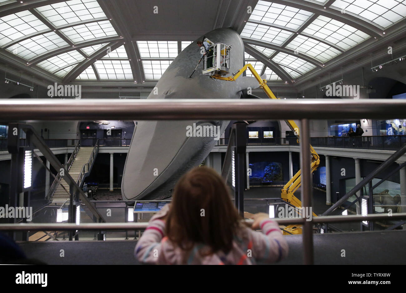 A child watches a worker as he cleans the 94-foot-long blue whale model ...