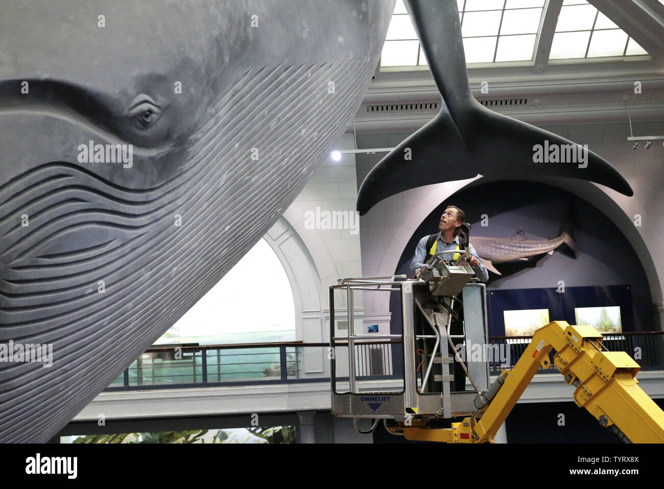 A worker cleans the 94-foot-long blue whale model in the Milstein Hall ...