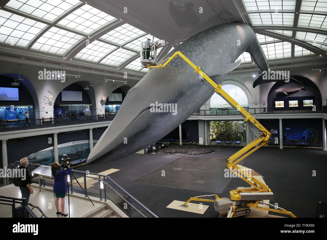 A worker cleans the 94-foot-long blue whale model in the Milstein Hall ...