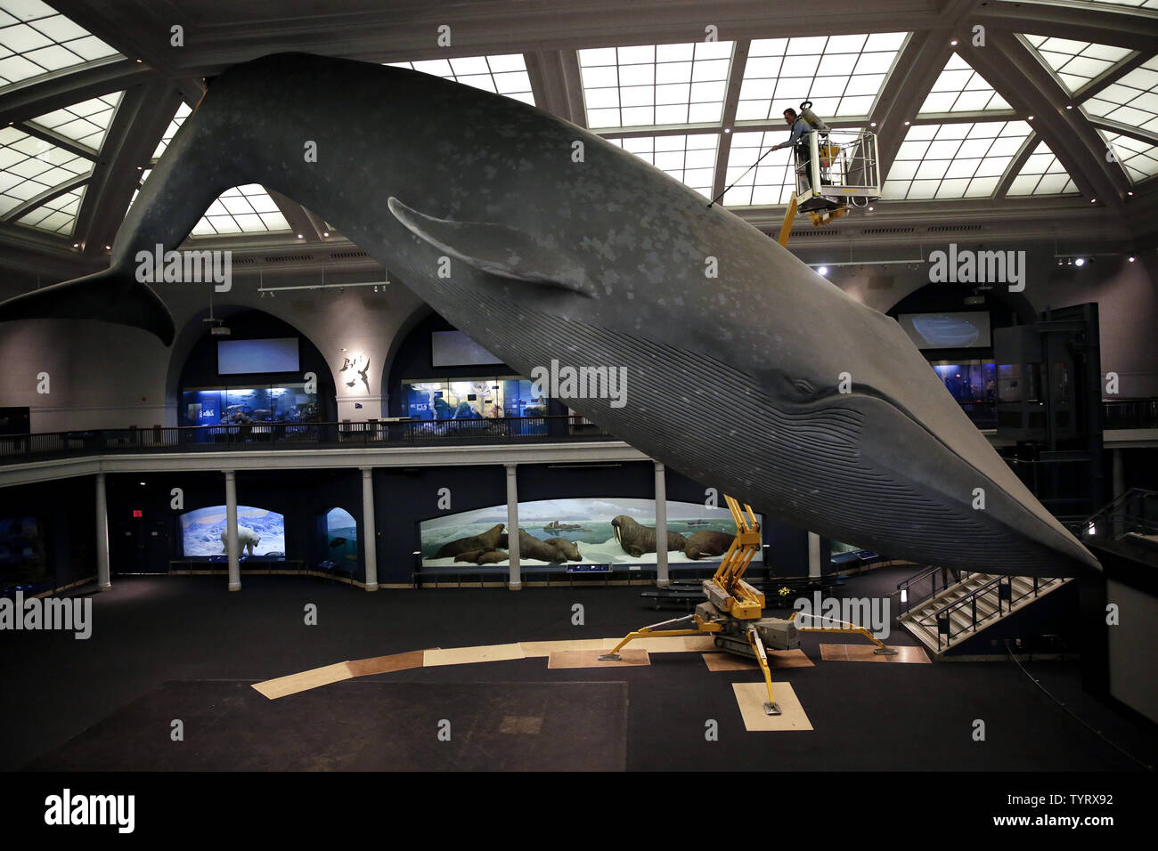 Blue whale life sized model hi-res stock photography and images - Alamy
