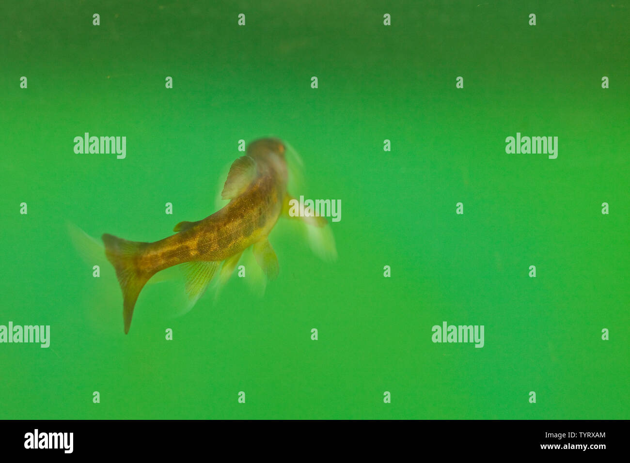 SALMÓN ATLÁNTICO - ATLANTIC SALMON (Salmo salar Stock Photo - Alamy