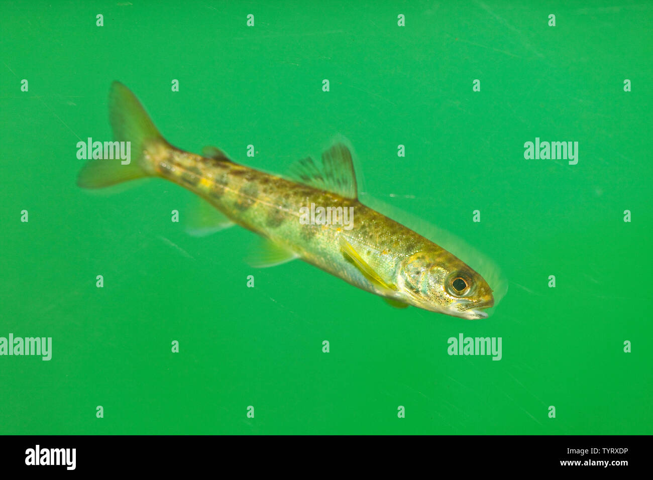 SALMÓN ATLÁNTICO - ATLANTIC SALMON (Salmo salar Stock Photo - Alamy