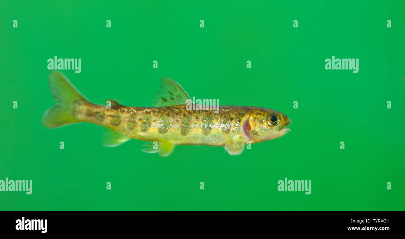 SALMÓN ATLÁNTICO - ATLANTIC SALMON (Salmo salar Stock Photo - Alamy