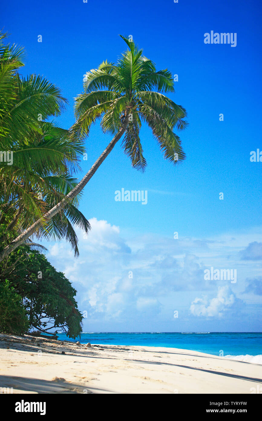 Tropical Island with a paradise beach and palm trees, Fiji Islands ...