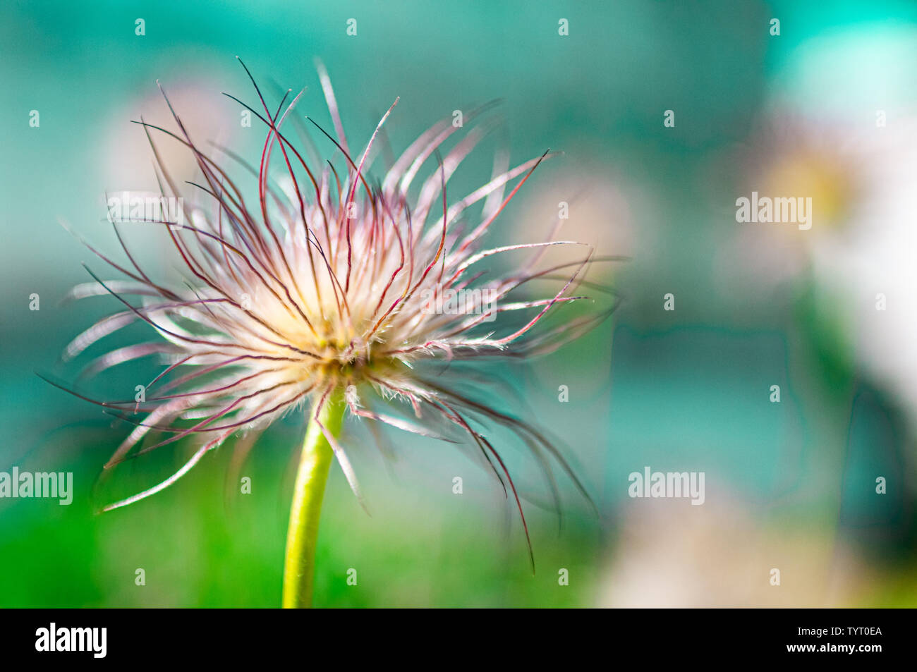 An artistic photo of a feather like thistle pappus flower heads Stock ...