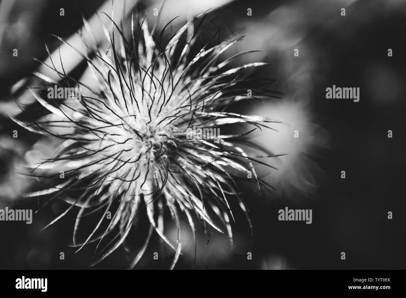 White feather like plant hi-res stock photography and images - Alamy