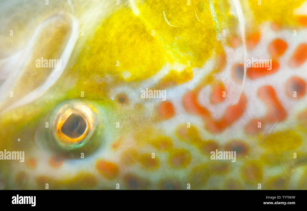 SALMÓN ATLÁNTICO - ATLANTIC SALMON (Salmo salar Stock Photo - Alamy