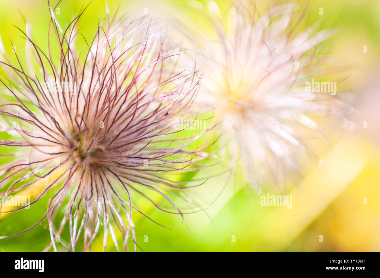 An artistic photo of two feather like thistle pappus flower heads Stock ...