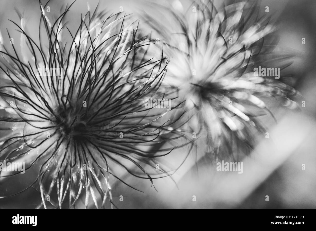 White feather like plant hi-res stock photography and images - Alamy